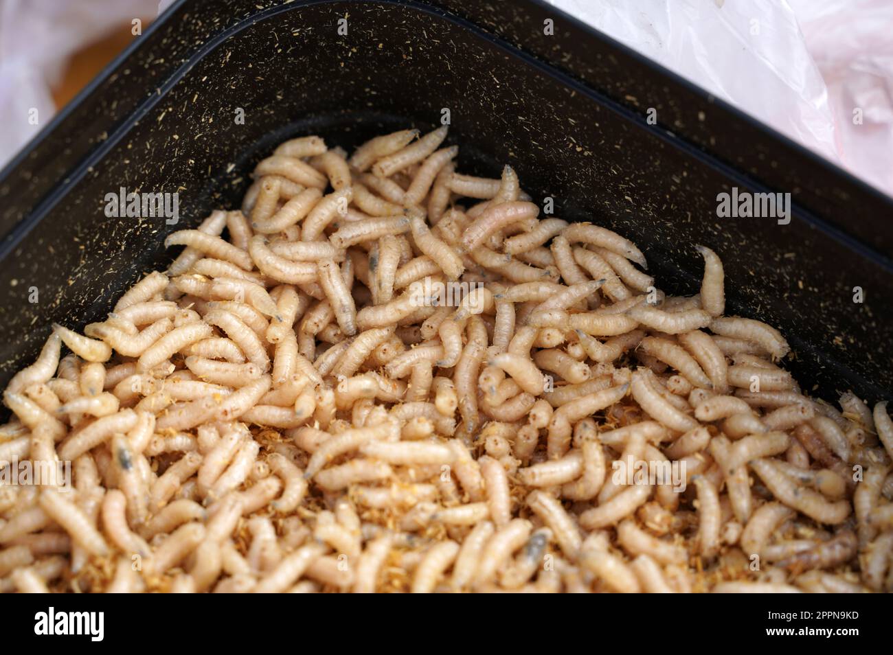 Maggots and fish food when fishing Stock Photo - Alamy