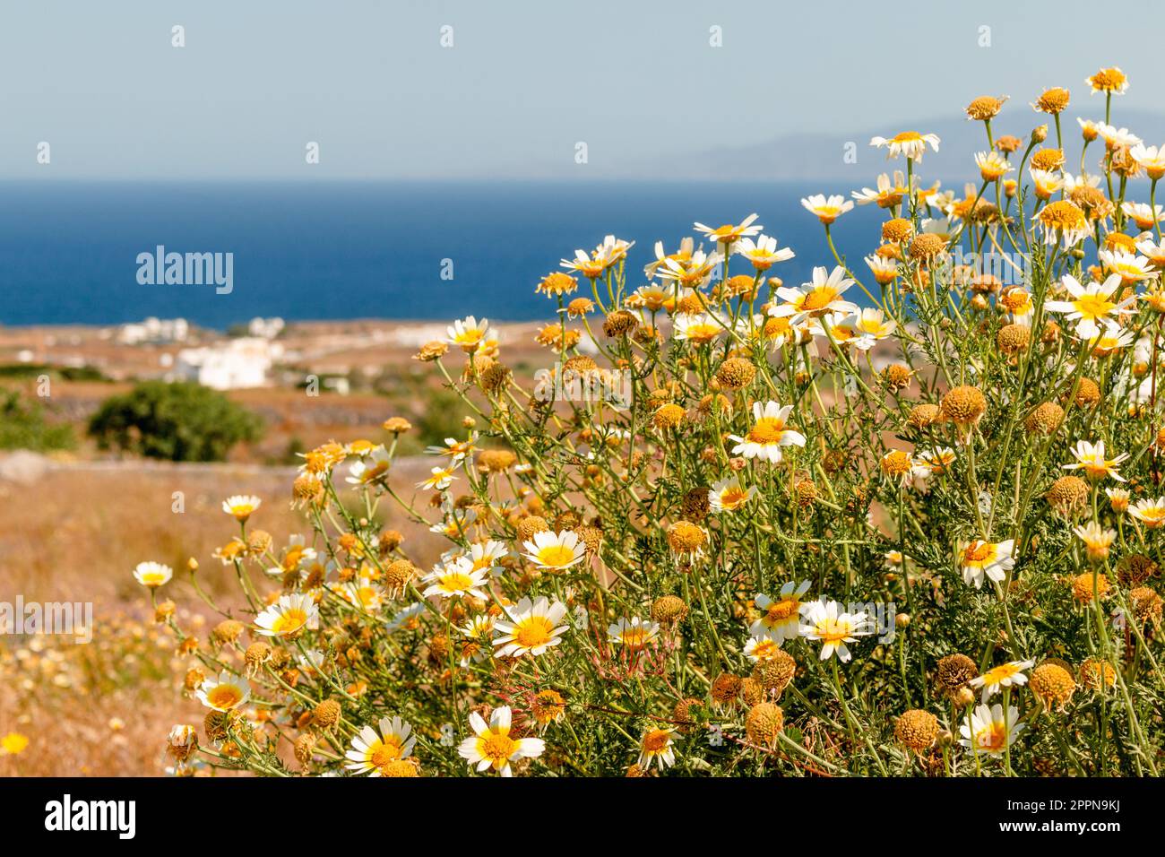 Greece wildflower hi-res stock photography and images - Alamy