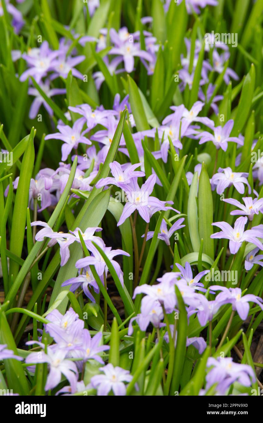 Lilac spring flowers of, Chionodoxa luciliae Violet Beauty in UK garden ...