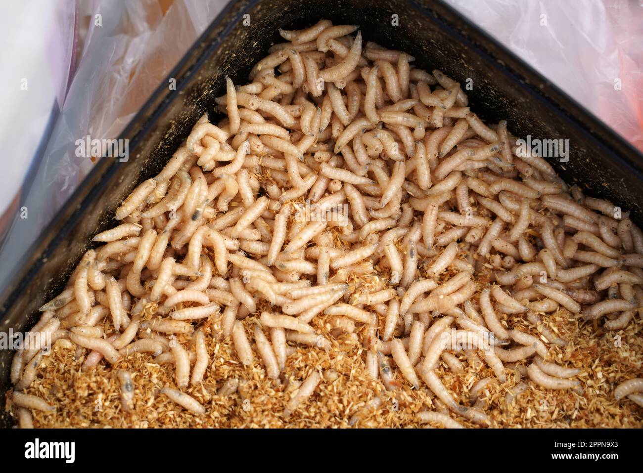 Maggots and fish food when fishing Stock Photo - Alamy