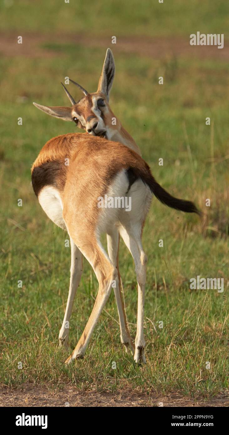 An gazelle standing in the grassy savannah, looking out into the open plains Stock Photo - Alamy