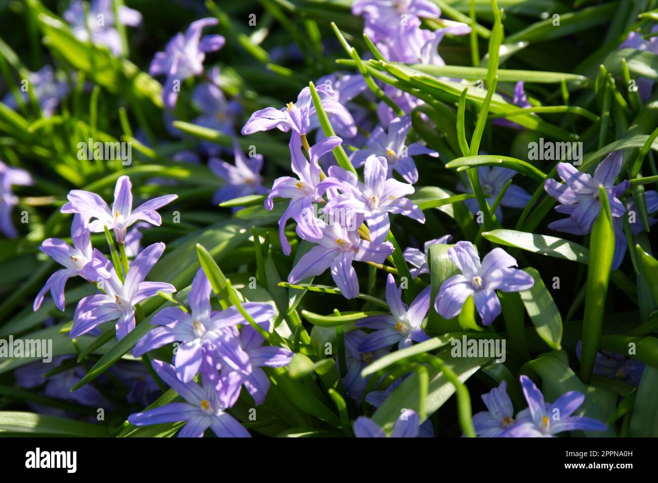 Lilac spring flowers of, Chionodoxa luciliae Violet Beauty in UK garden ...
