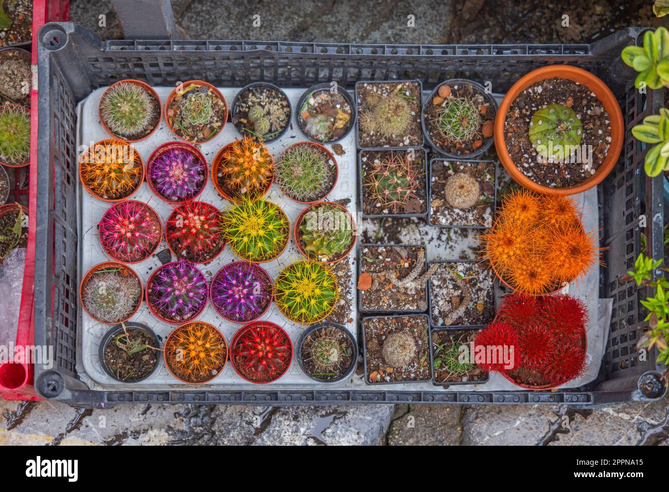 Potted Colourful Cactus Plants in Crate Top View Stock Photo - Alamy