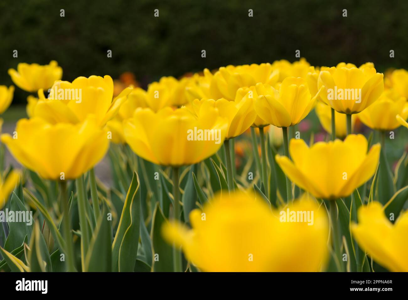 field of fully opened yellow tulips close up Stock Photo - Alamy