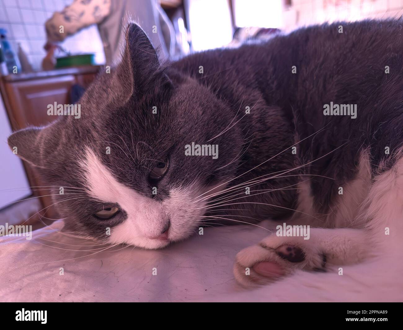 pet cat taking a nap in a cozy indoor setting while a maid is seen ...