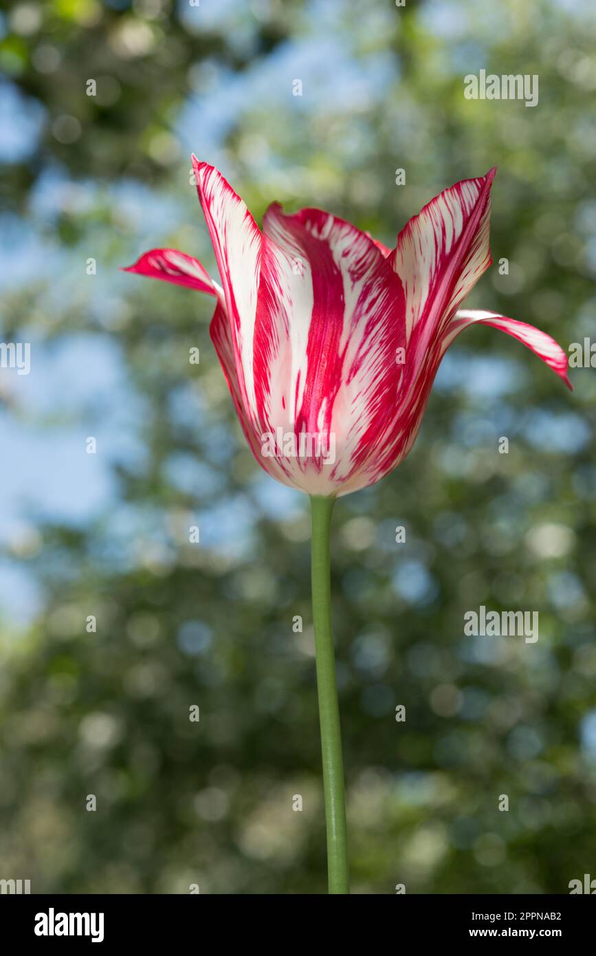 isolated variegated red/white star shaped tulip on a tree and sky ...