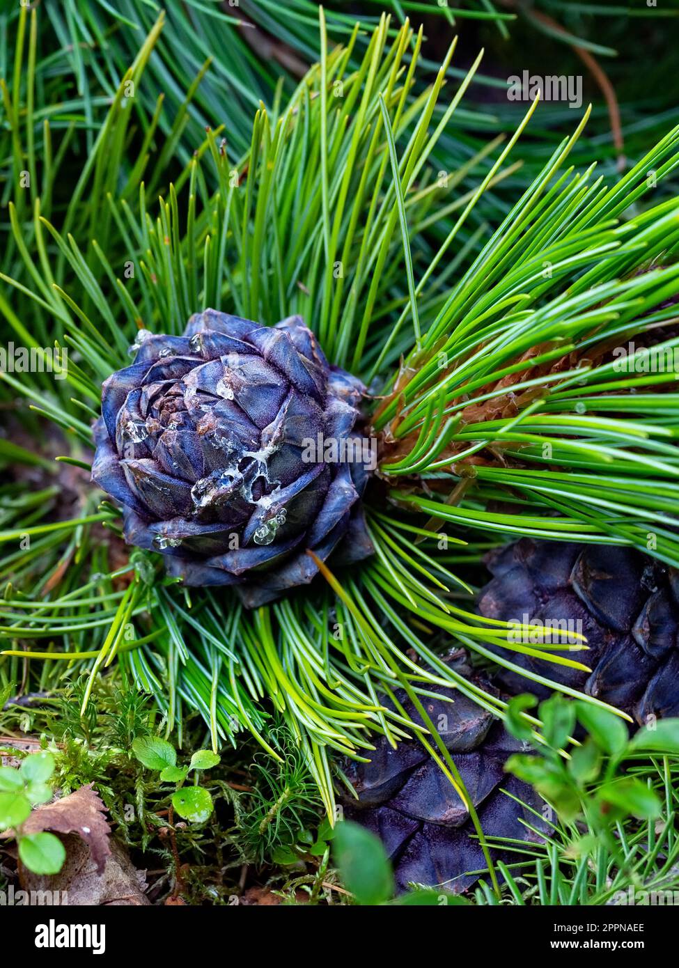 Siberian taiga cedar cones hi-res stock photography and images - Alamy