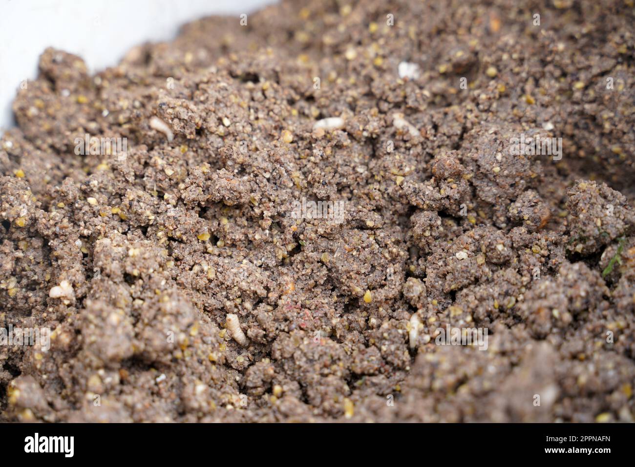 Maggots and fish food when fishing Stock Photo - Alamy