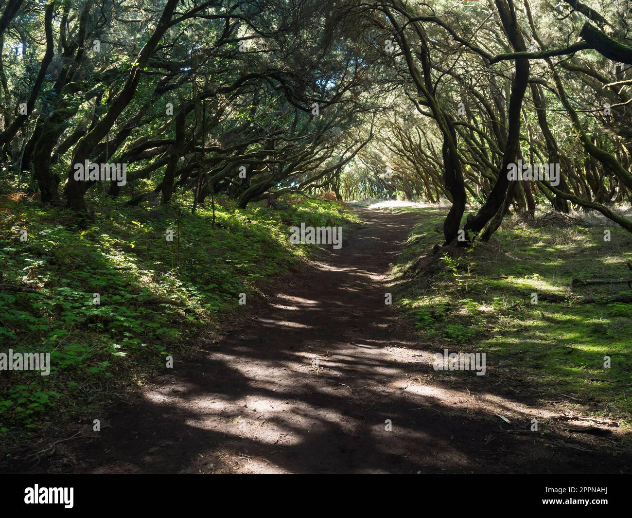 Narrow footpath through laurisilva forest with twisted branches of ...