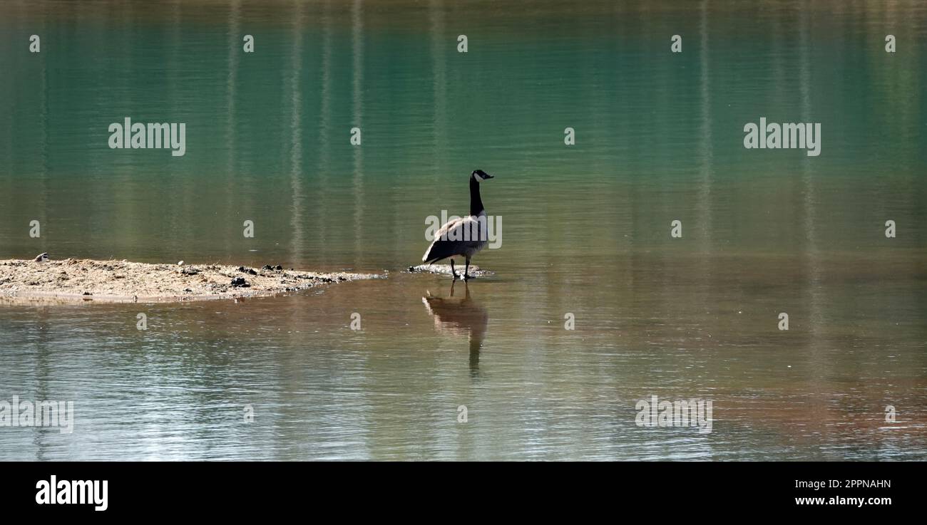 A Canadian goose standing on a small sand island in the middle of ...