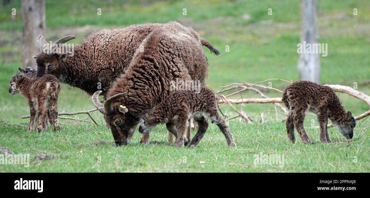 Group of two Soay sheep and their offspring grazing in a meadow Stock ...