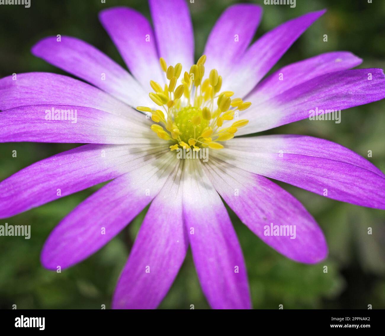 Pink windflower hi-res stock photography and images - Alamy