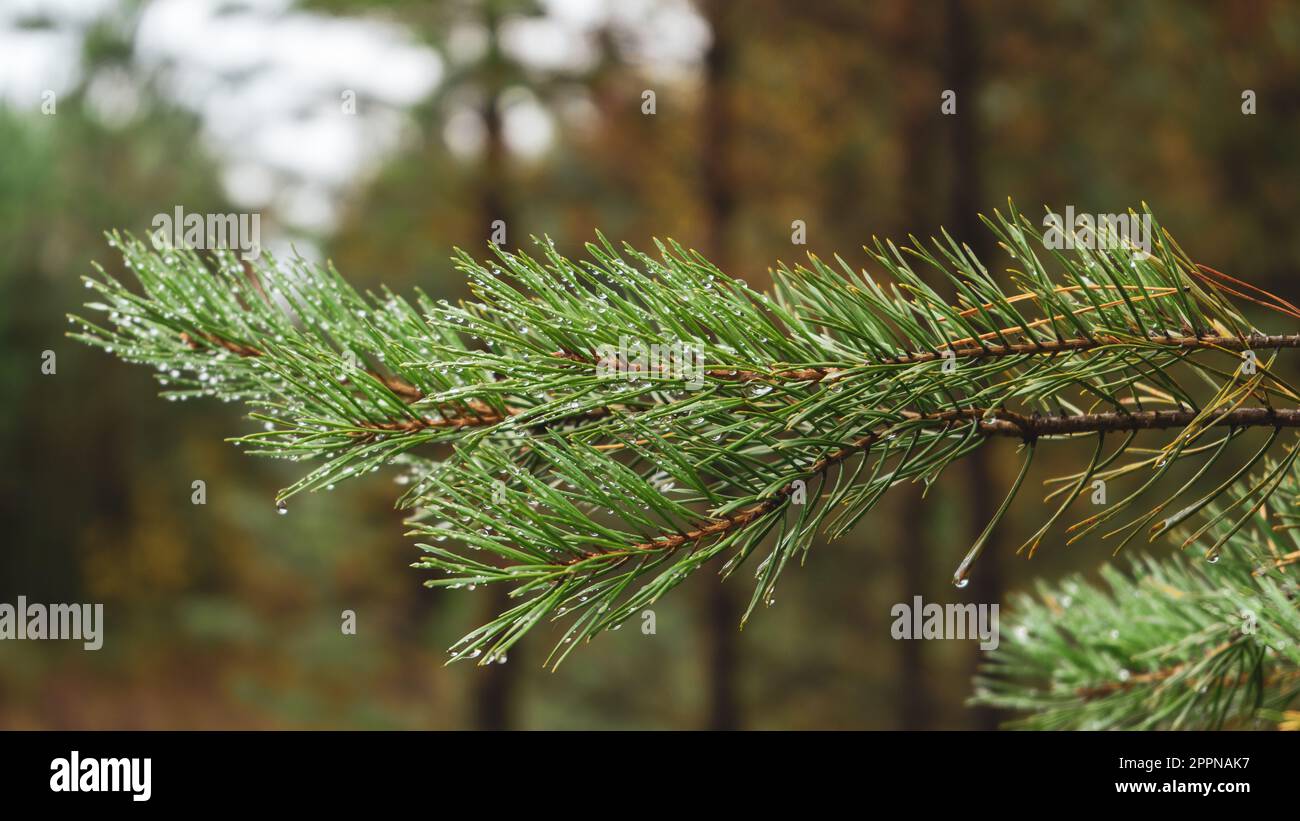 Pine twig drops after rain hi-res stock photography and images - Alamy