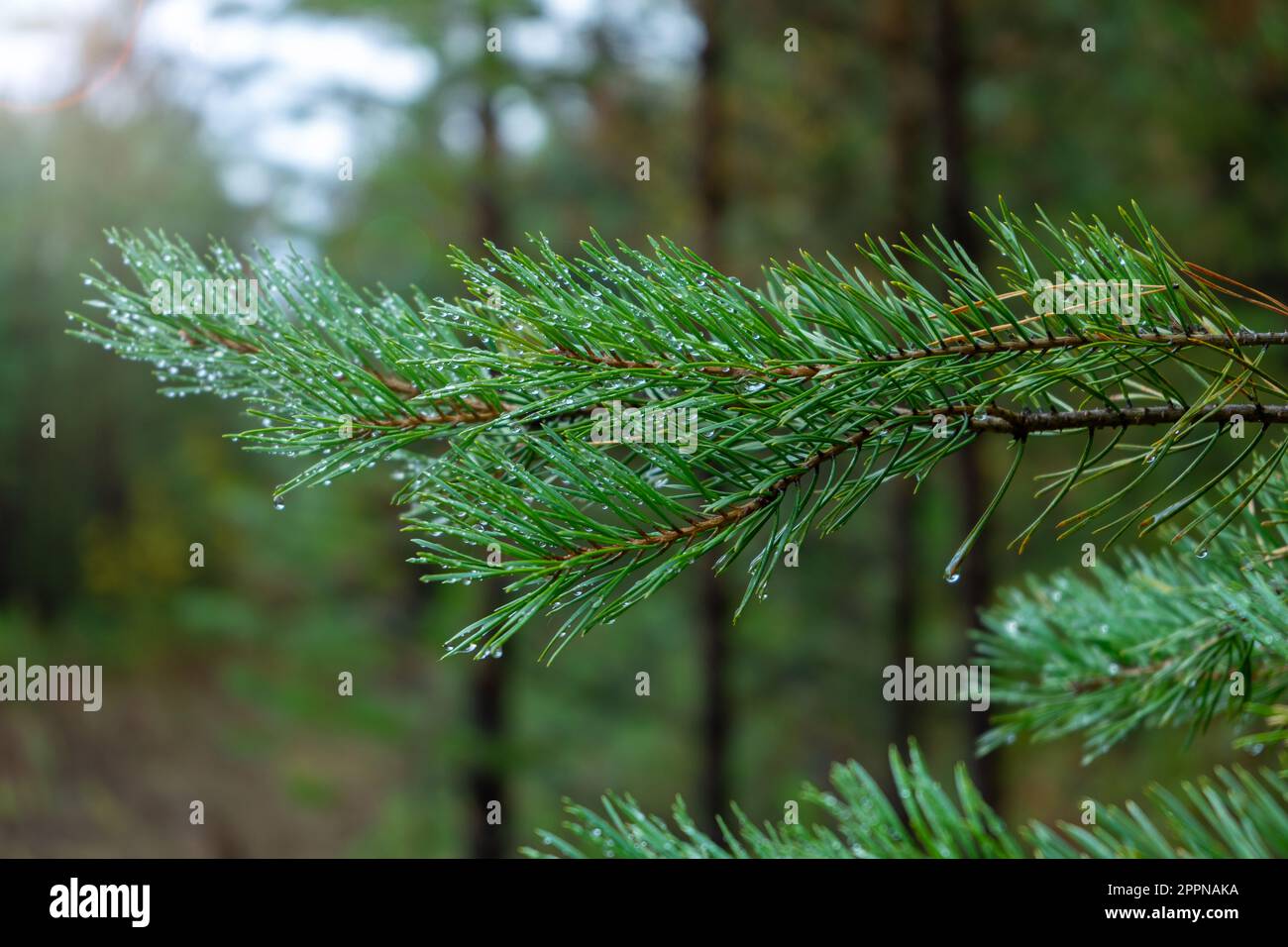 Pine twig drops after rain hi-res stock photography and images - Alamy
