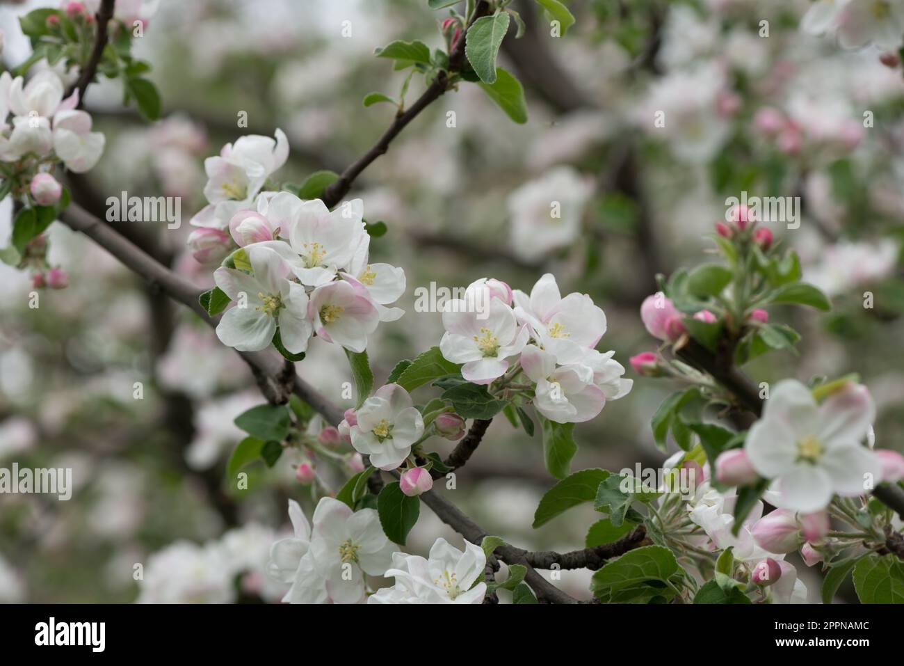 Apple tree branches white beautiful hi-res stock photography and images ...