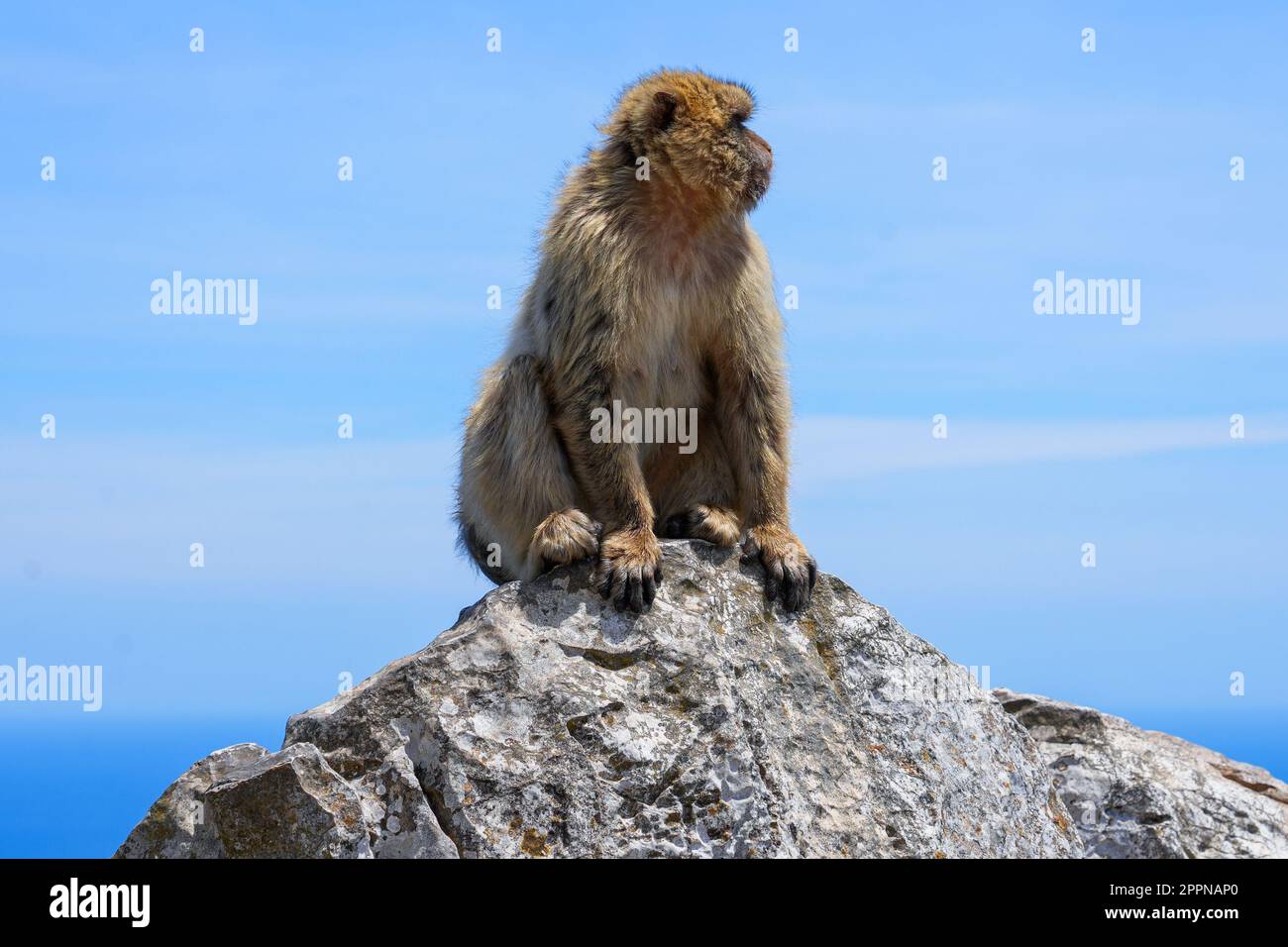 Barbary macaque sitting on a wall at the top of the Rock of Gibraltar ...