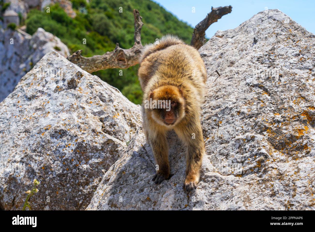 Barbary macaque walking at the top of the Rock of Gibraltar in the ...