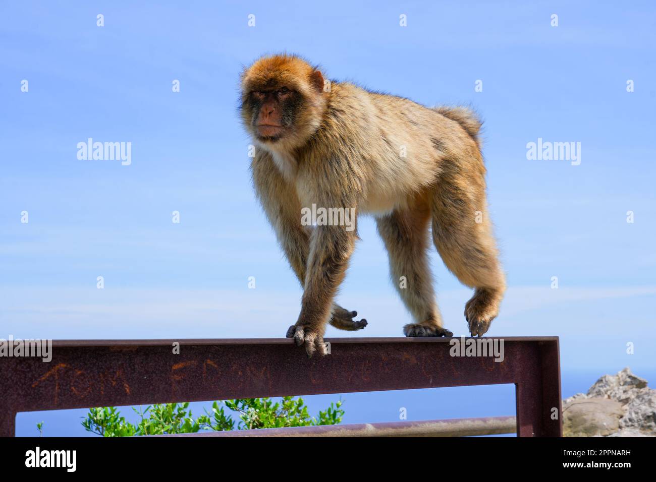 Barbary macaque walking at the top of the Rock of Gibraltar in the ...