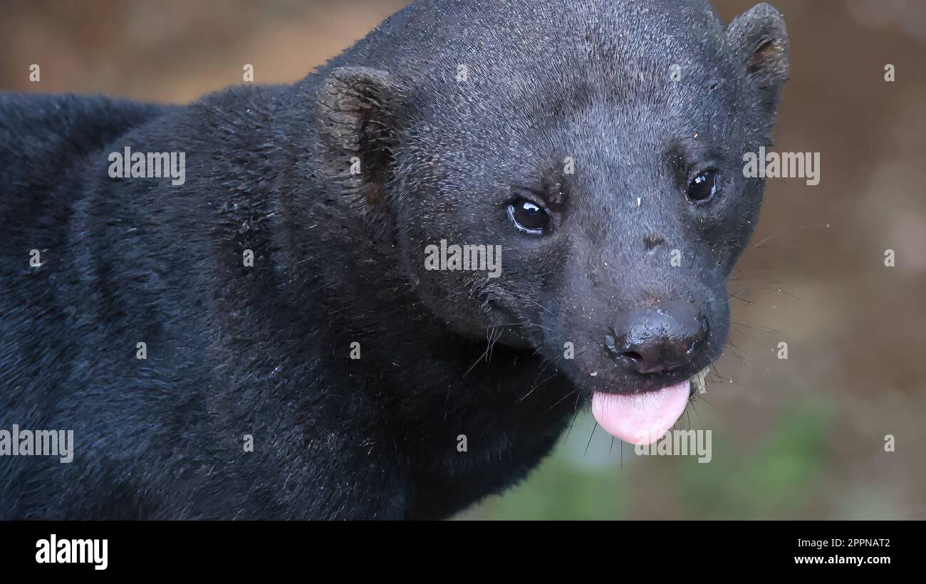 Weasel face hi-res stock photography and images - Alamy
