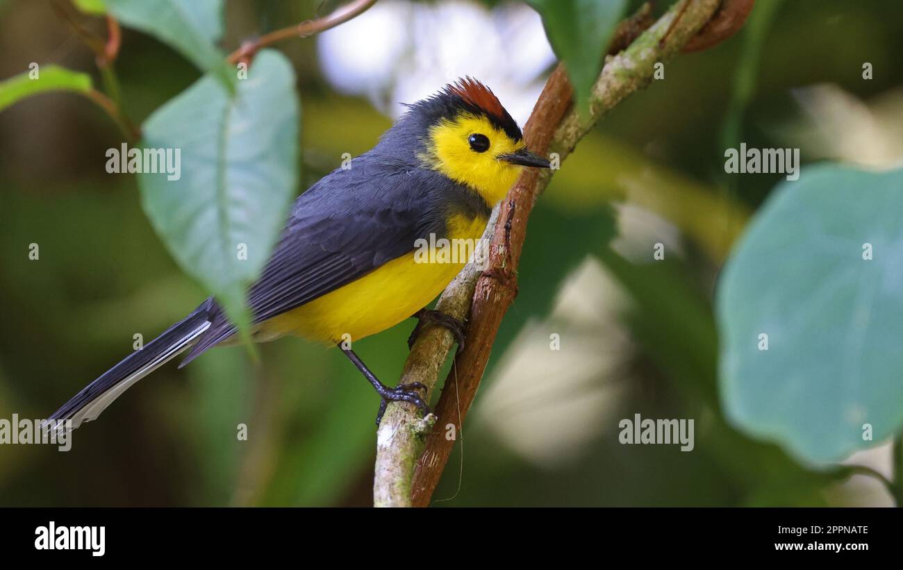 Collared redstart, endemic bird of Costa Rica and Panama Stock Photo ...