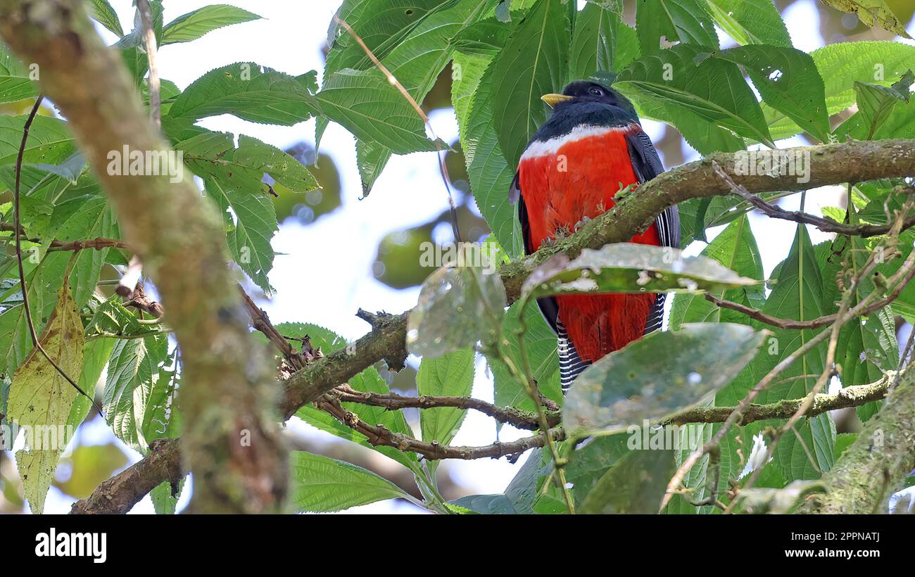 Collared trogon, colorful bird of Costa Rica Stock Photo - Alamy