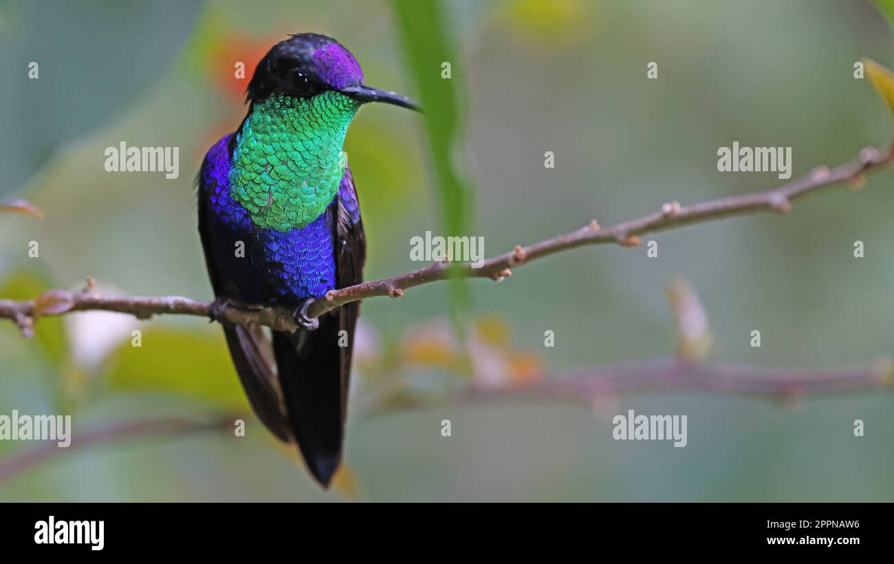 Woodnymph hi-res stock photography and images - Alamy