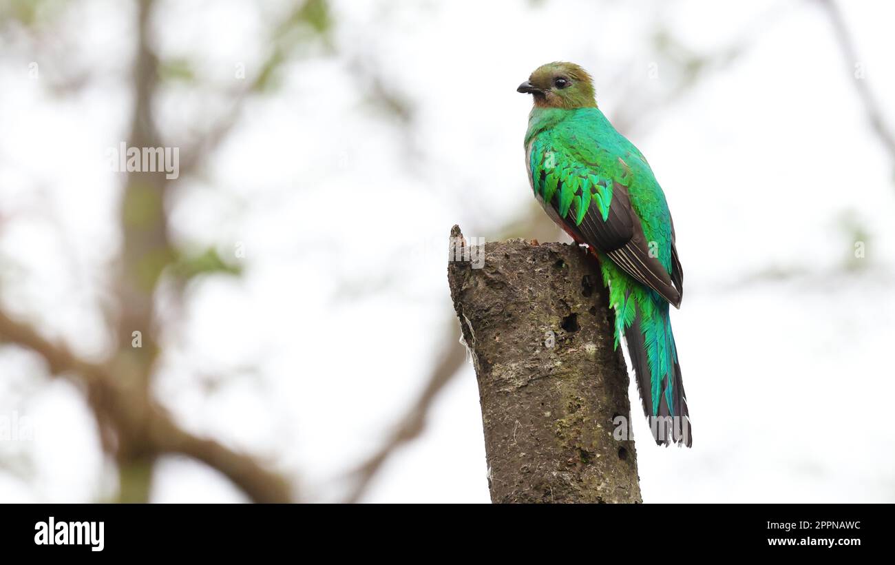 Female Resplendent Quetzal, shining bird of Costa Rica Stock Photo - Alamy