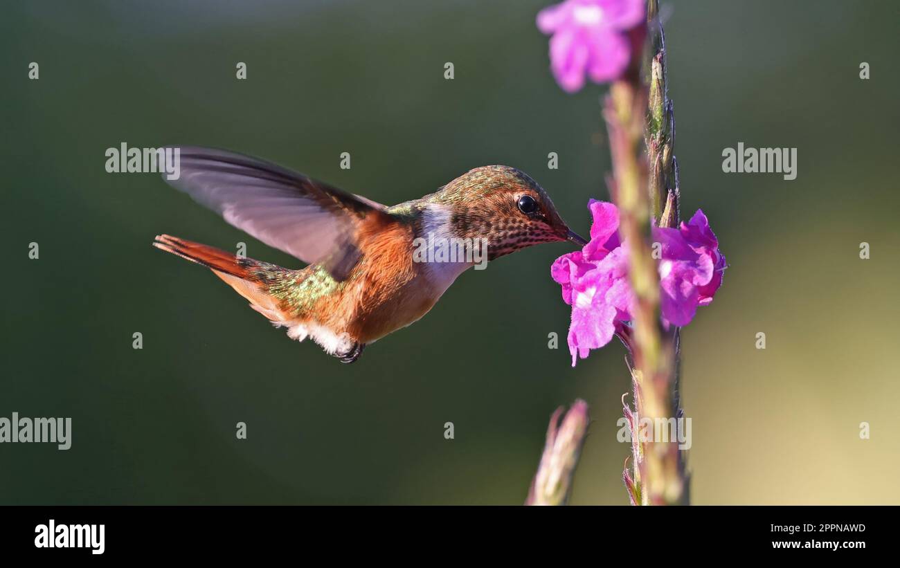 Female Scintillant hummingbird feeding at a flower, Costa Rica Stock ...
