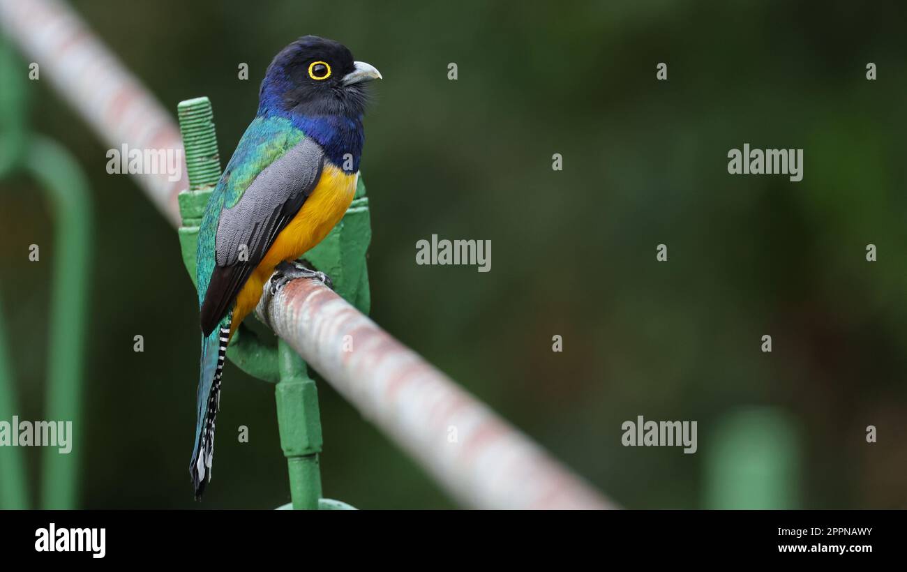 Gartered trogon, colorful tropical bird of Costa Rica Stock Photo - Alamy