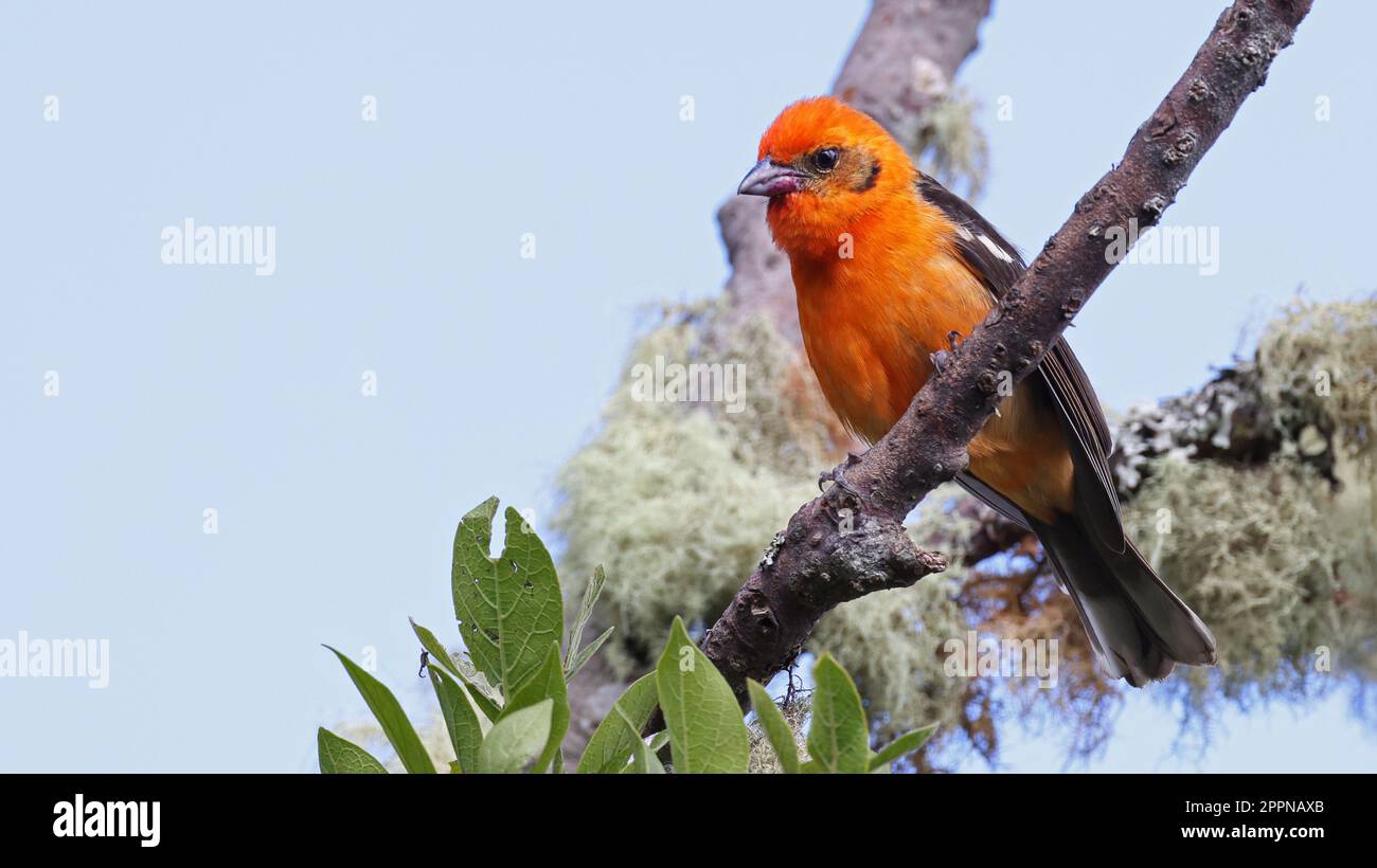 Male Flame-colored tanager, bird of Costa Rica Stock Photo - Alamy