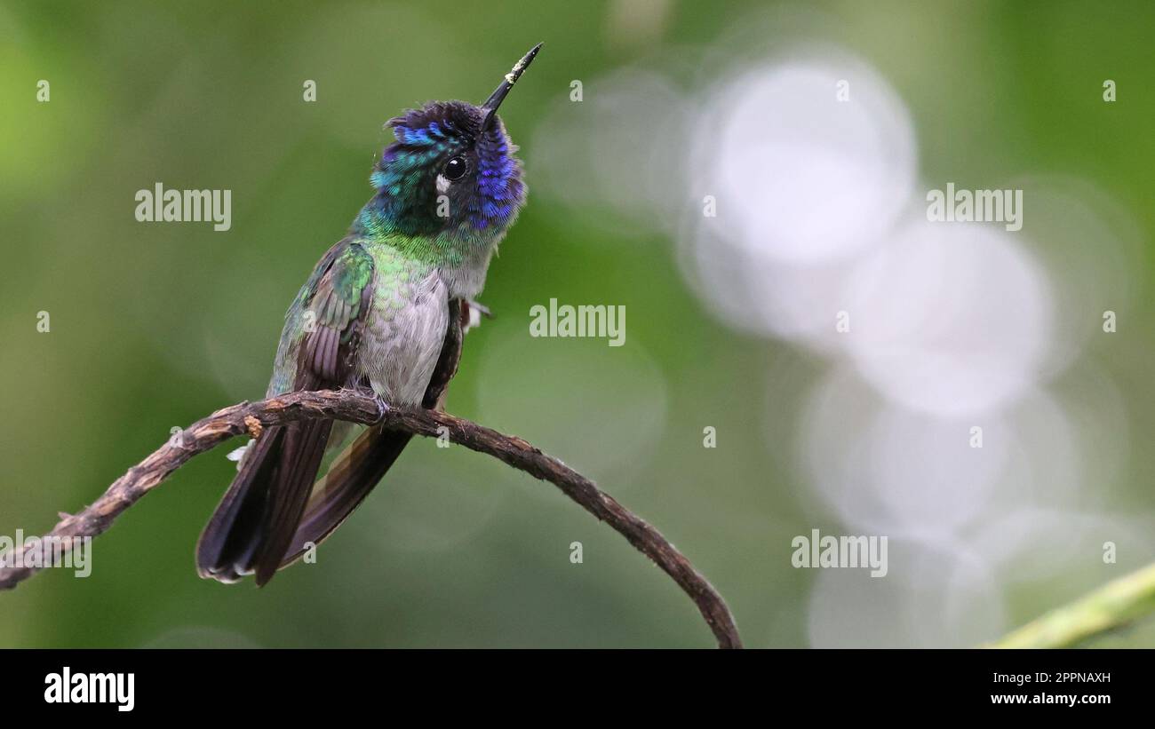Hummingbirds of costa rica hi-res stock photography and images - Alamy