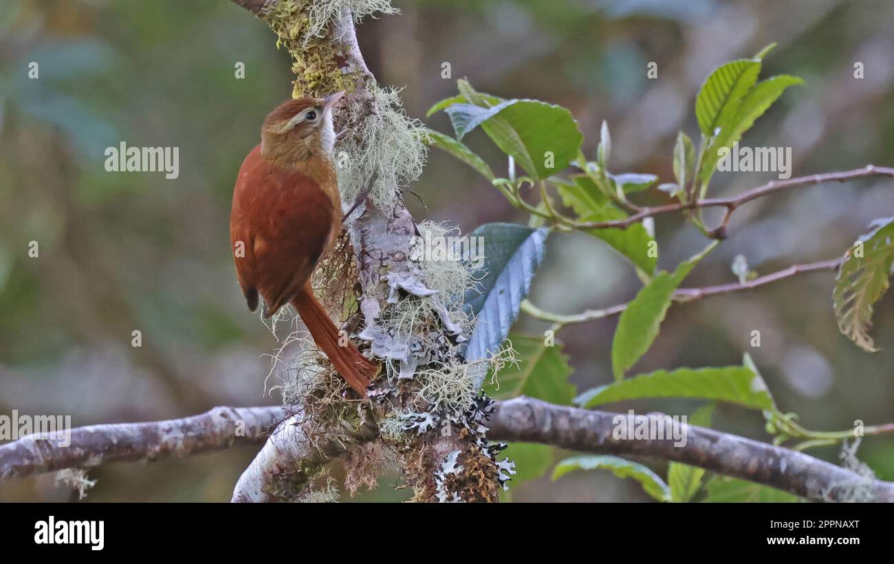 Ruddy treerunner, bird of Costa Rica Stock Photo - Alamy