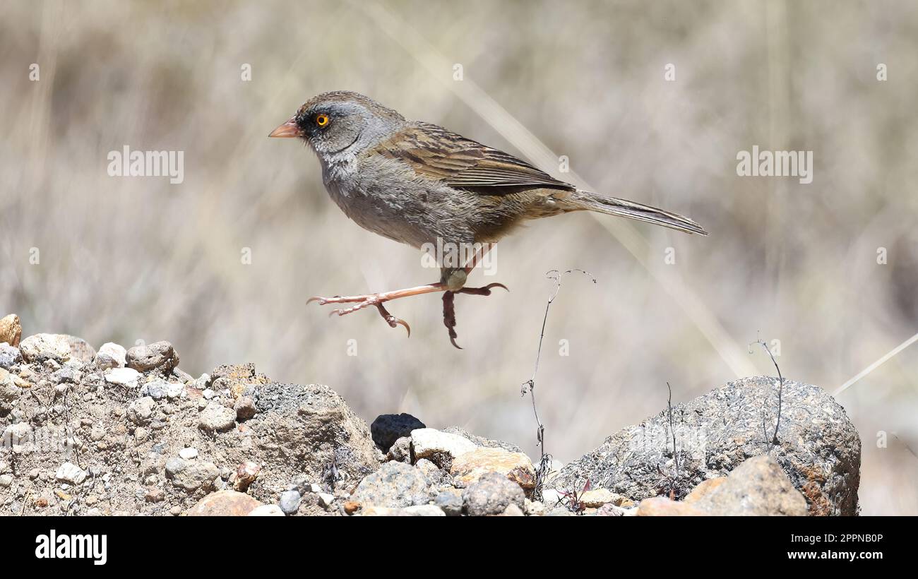 Volcano junco hopping, bird of Costa Rica Stock Photo - Alamy