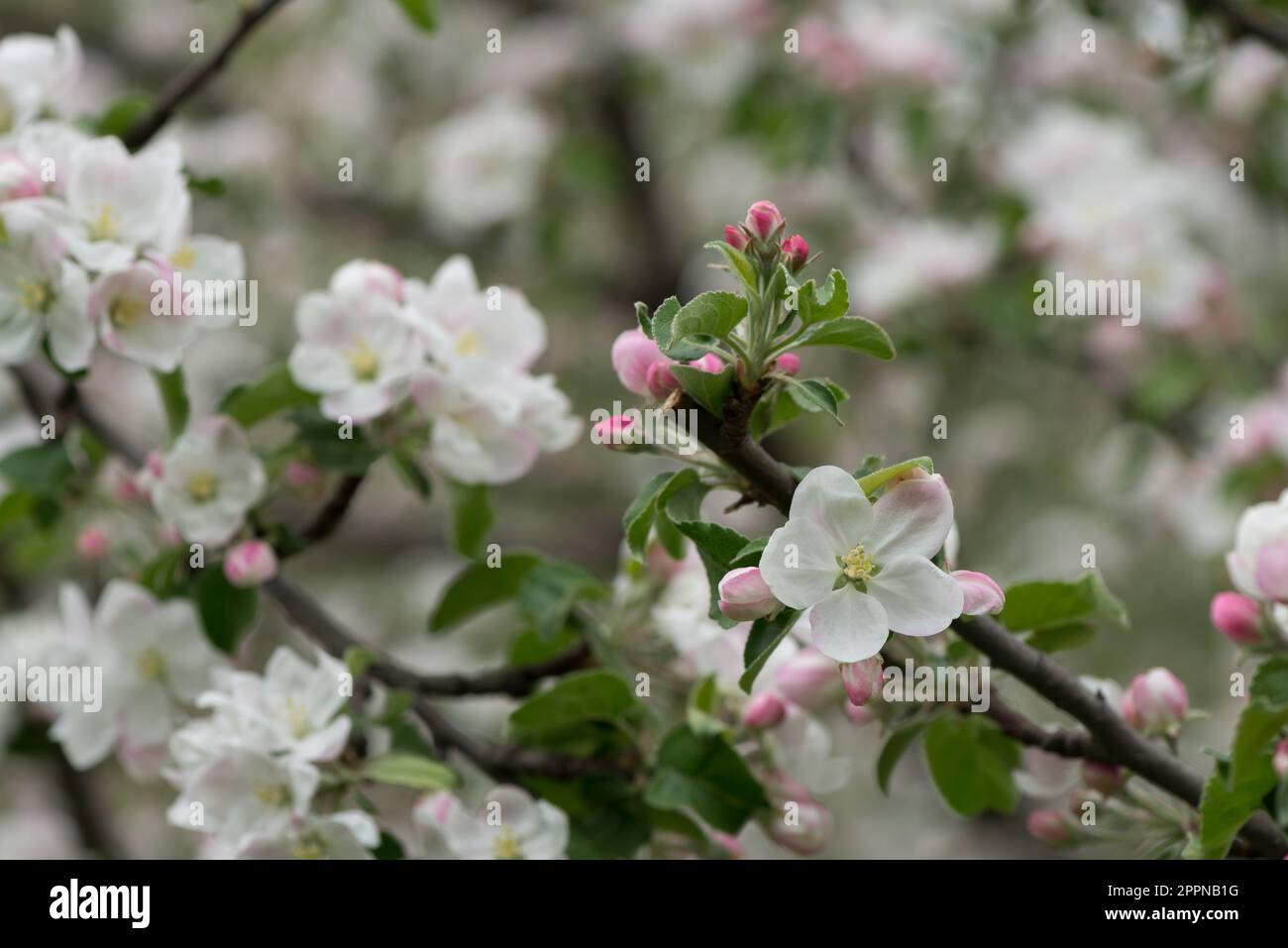 apple fruit tree buds and blossoms Stock Photo - Alamy