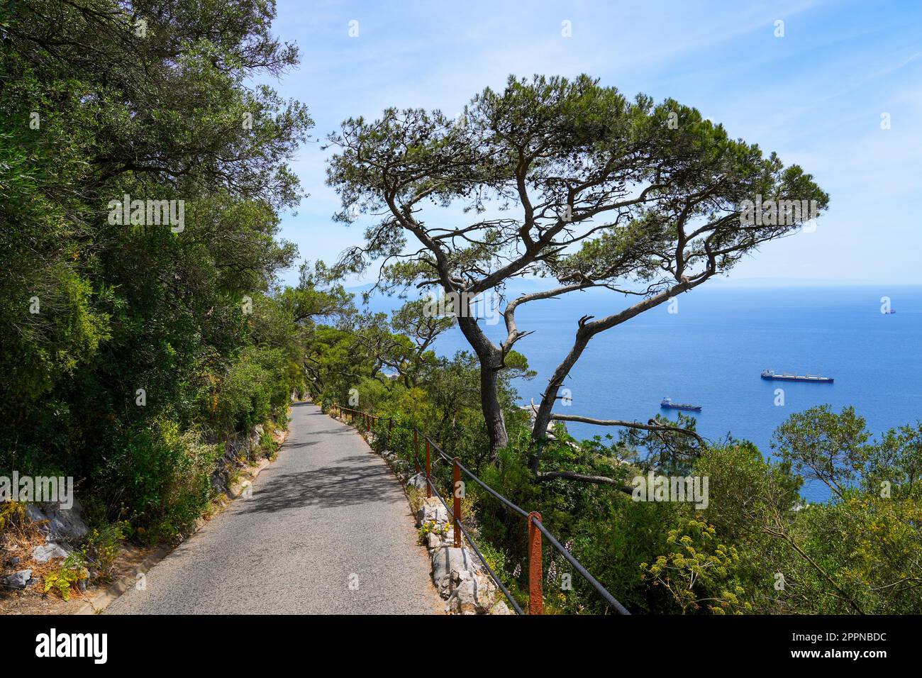 Tree gibraltar hi-res stock photography and images - Alamy