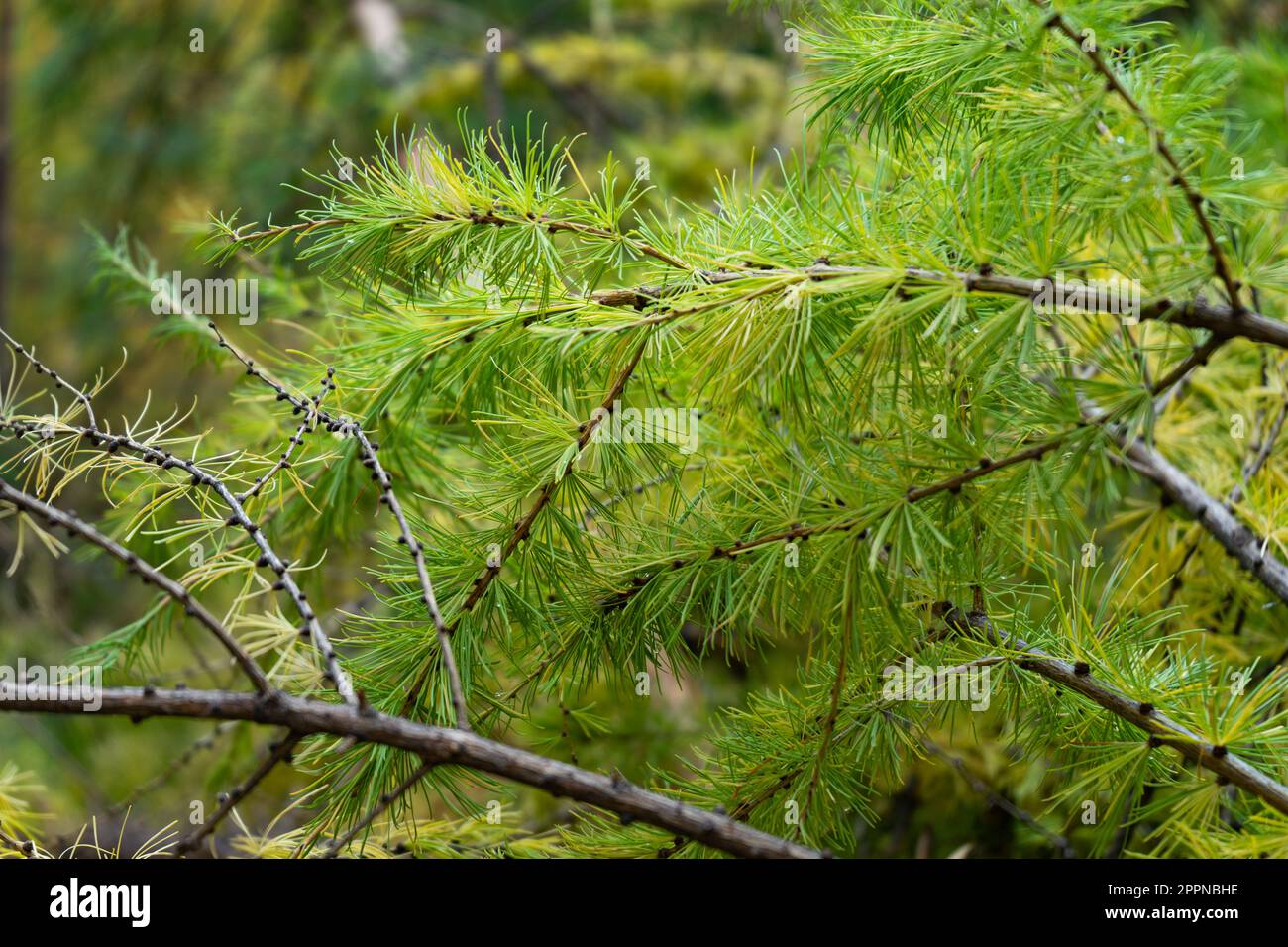 thick soft green branches of Siberian larch Stock Photo - Alamy