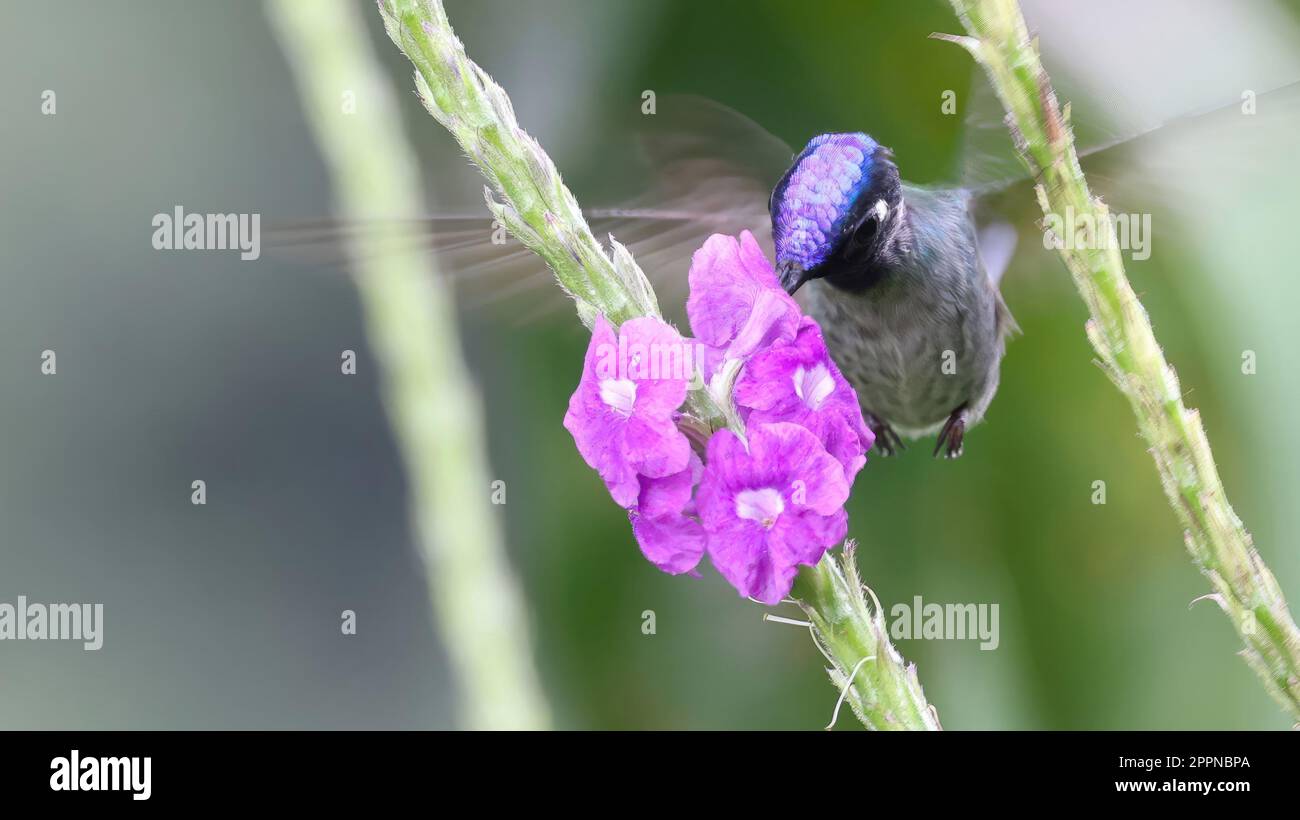 Violet-headed hummingbird feeding at a flower, Costa Rica Stock Photo ...