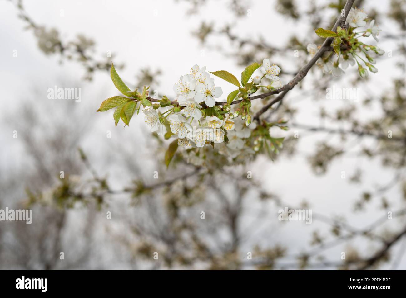 fruit bearing cherry blossoms with young foliage on a cloudy sky Stock ...