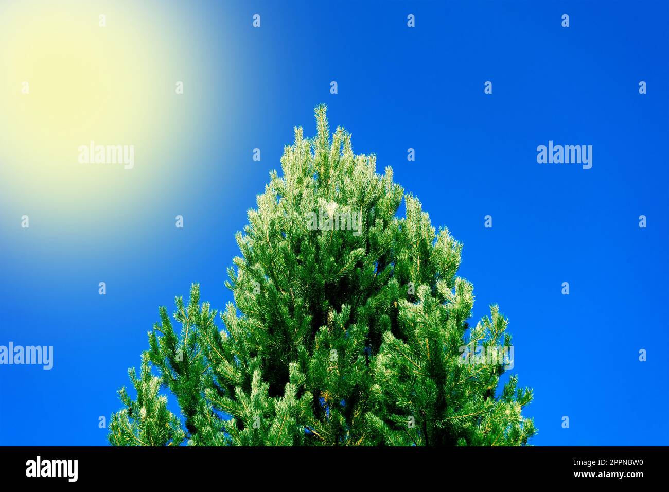 top of lush pine tree is green against clear blue sky Stock Photo - Alamy