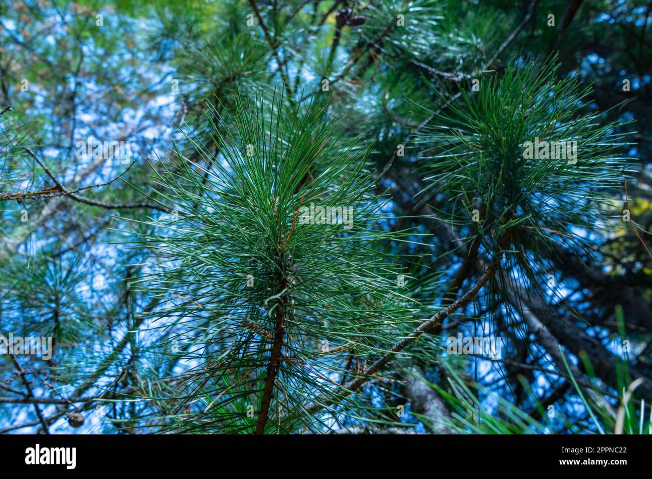 The tip of green cedar branch with needle Stock Photo - Alamy