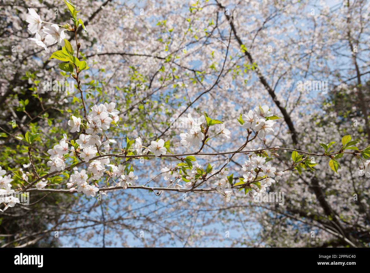 cherry blossoms on a relatively busy tree and branch filled background ...