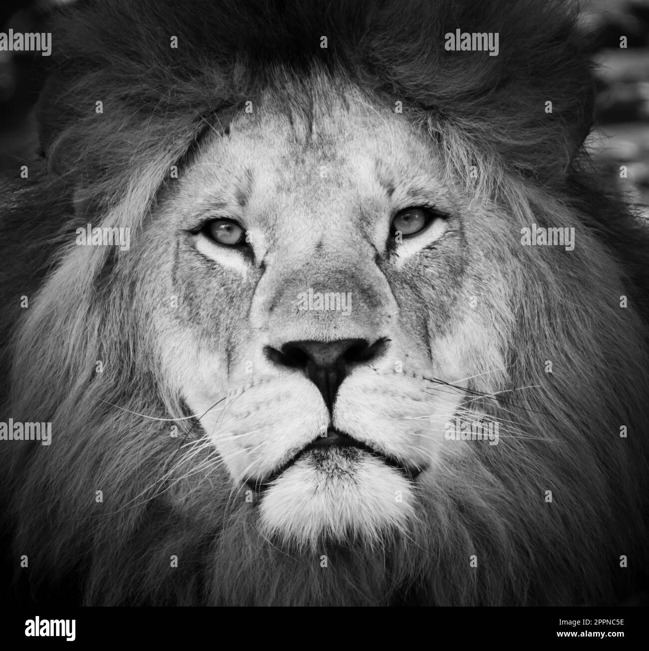 Black and white Portrait of a male lion Stock Photo - Alamy