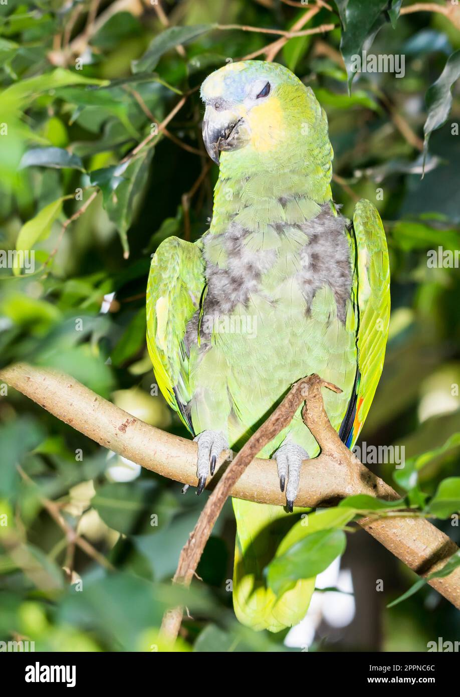 Blue fronted amazon parrot hi-res stock photography and images - Alamy