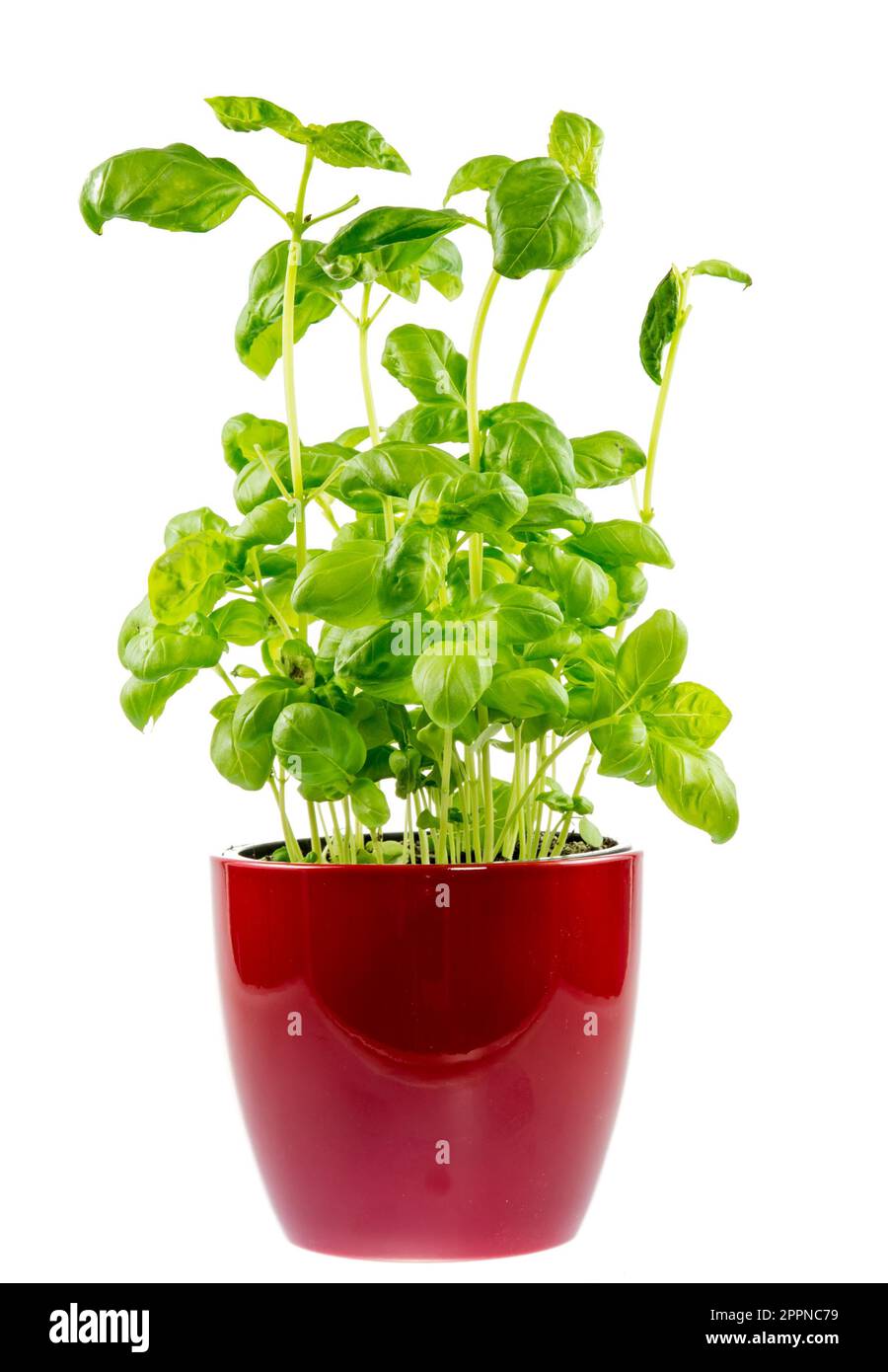 Isolated fresh basil plant in a flower pot Stock Photo - Alamy
