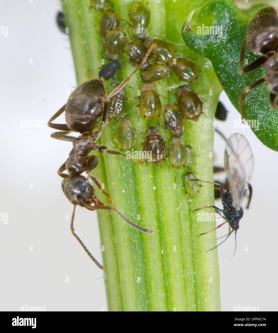 Lice and Ants on the stem of a flower Stock Photo - Alamy