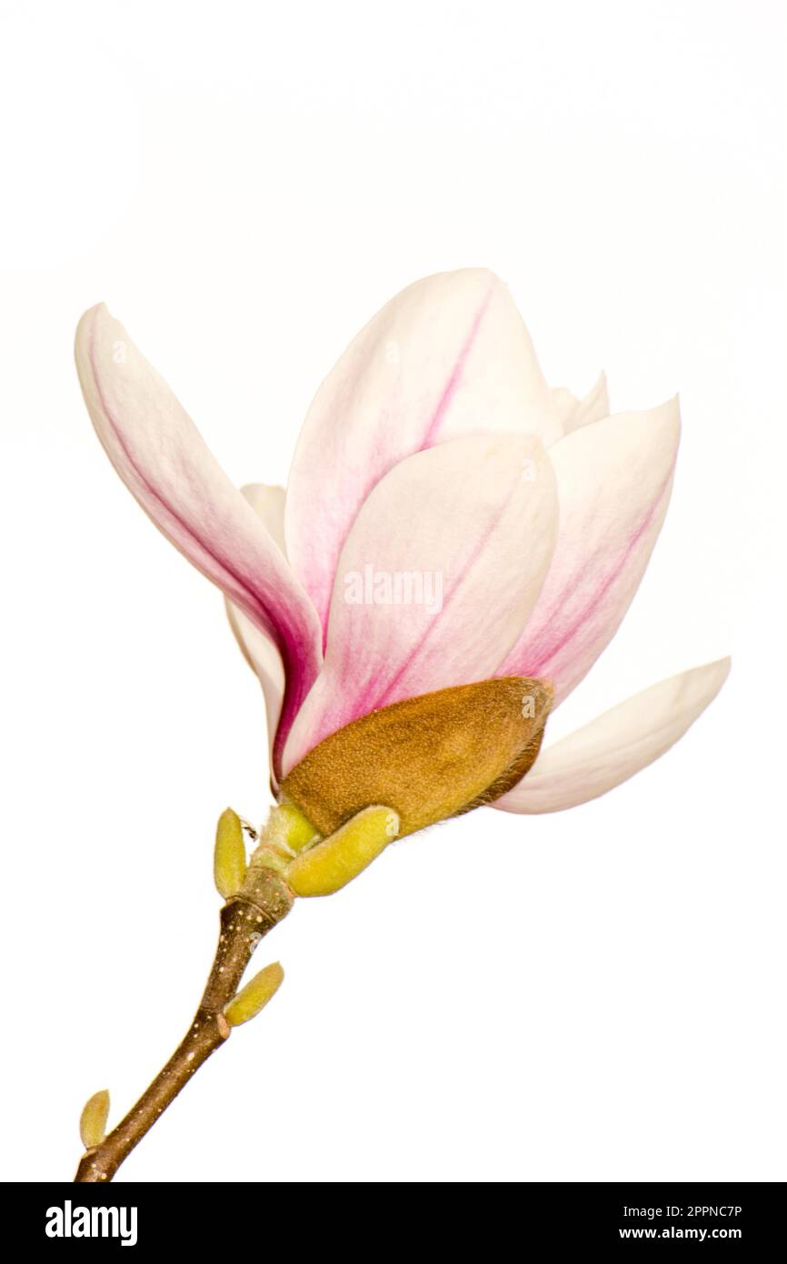 Magnolia Cut Out Stock Images & Pictures - Alamy