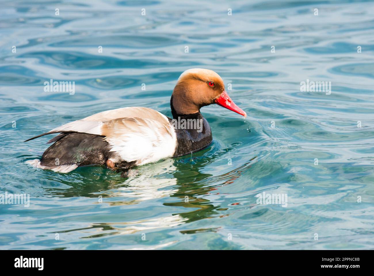 Red-crested pochard (netta rufina) duck with a red beak Stock Photo - Alamy
