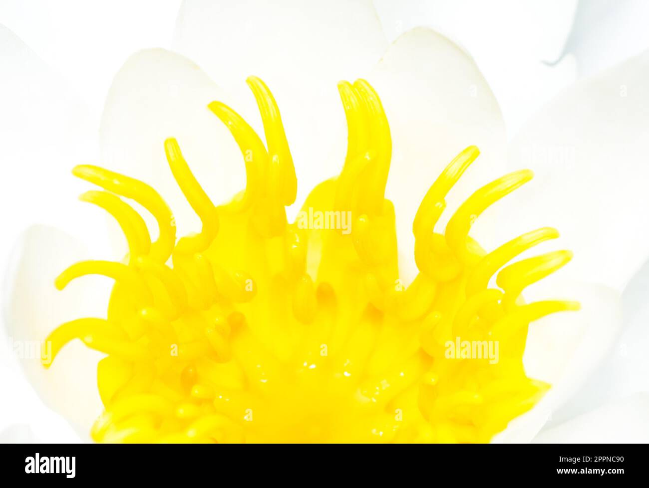Macro of a white lotus flower Stock Photo - Alamy