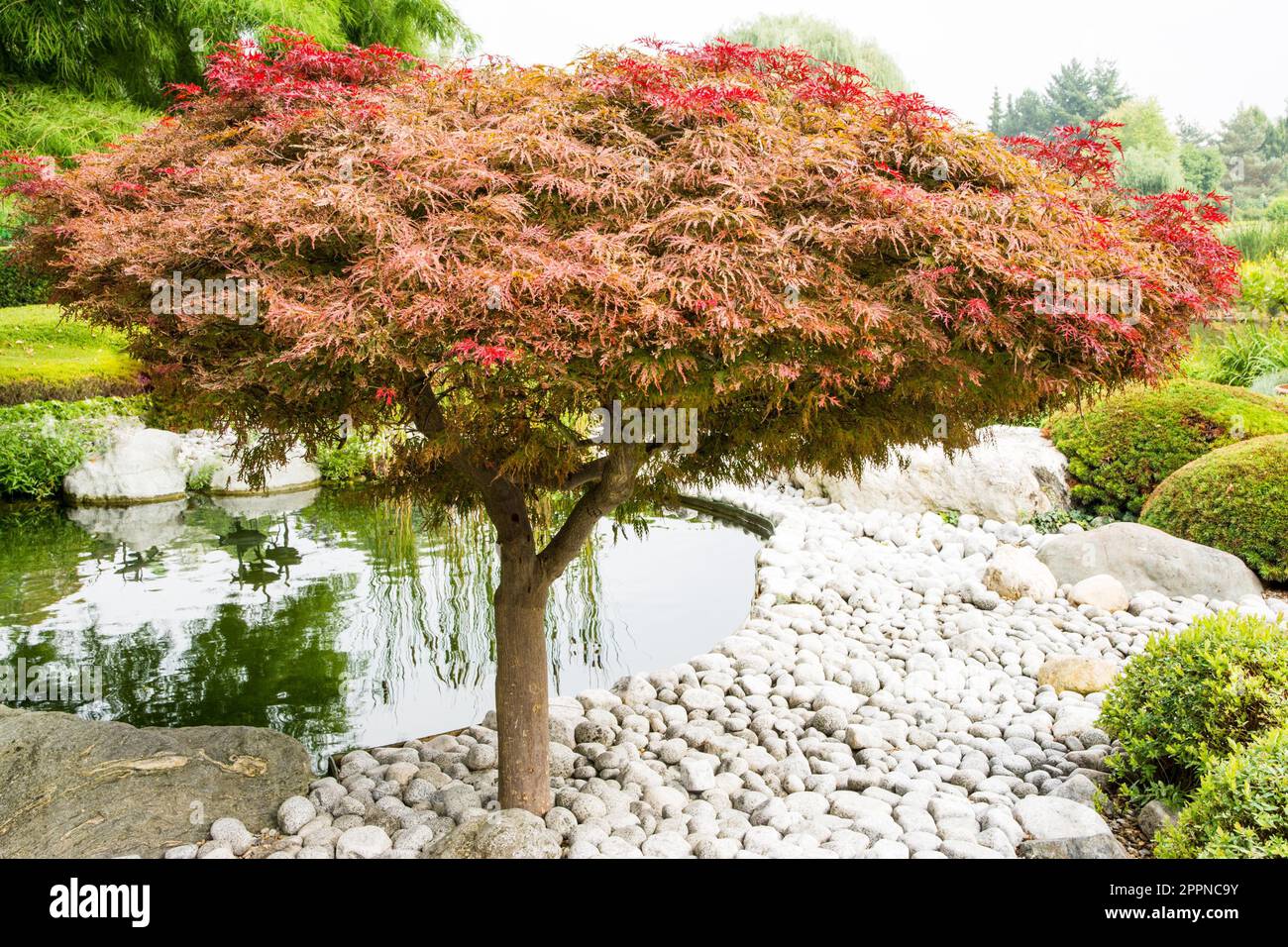 Japanese maple (acer palmatum dissectum)tree in a japanese garden Stock ...