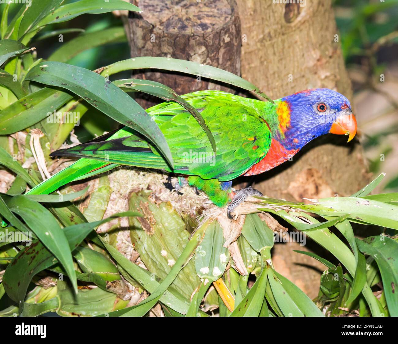 Closeup of a exotic Coconut lorikeet (Trichoglossus haematodus) parrot ...